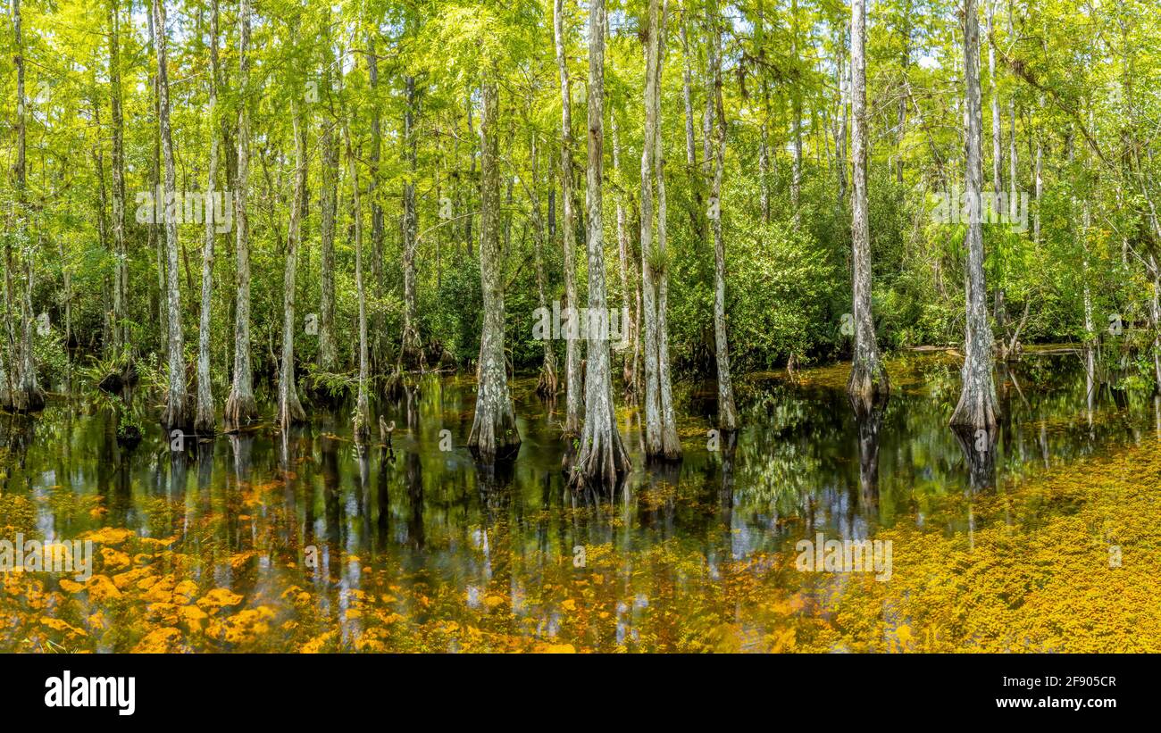 Florida Cypress Tree Facts at Sarah Geneff blog