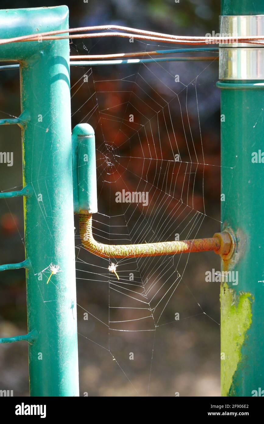 Metal gate cobweb hi-res stock photography and images - Alamy