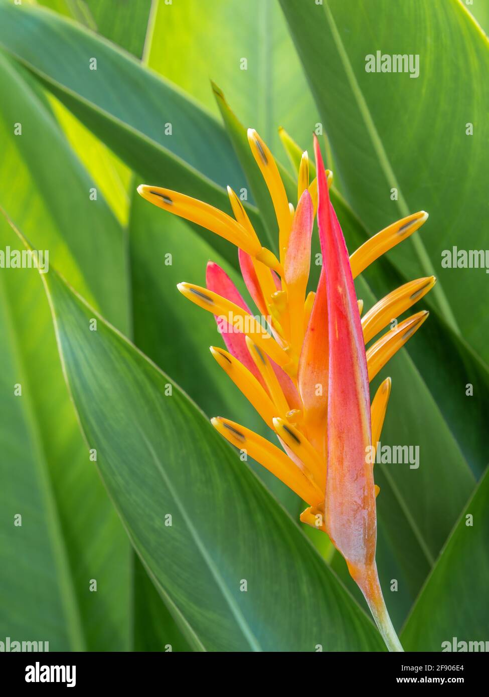 Close up of Parrot Heliconia flower (Heliconia psittacorum) flower and ...