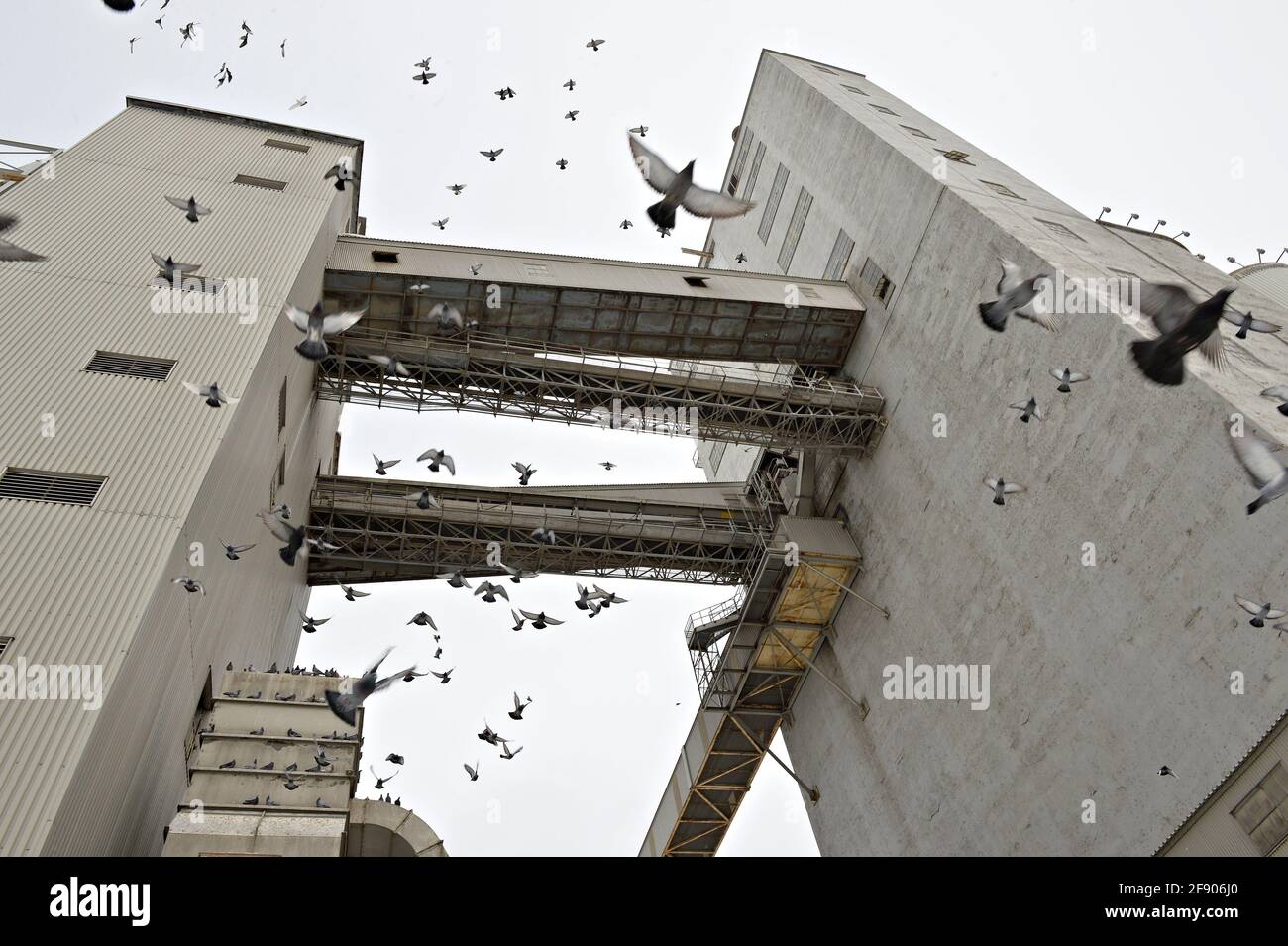 pigeons fly away Stock Photo - Alamy