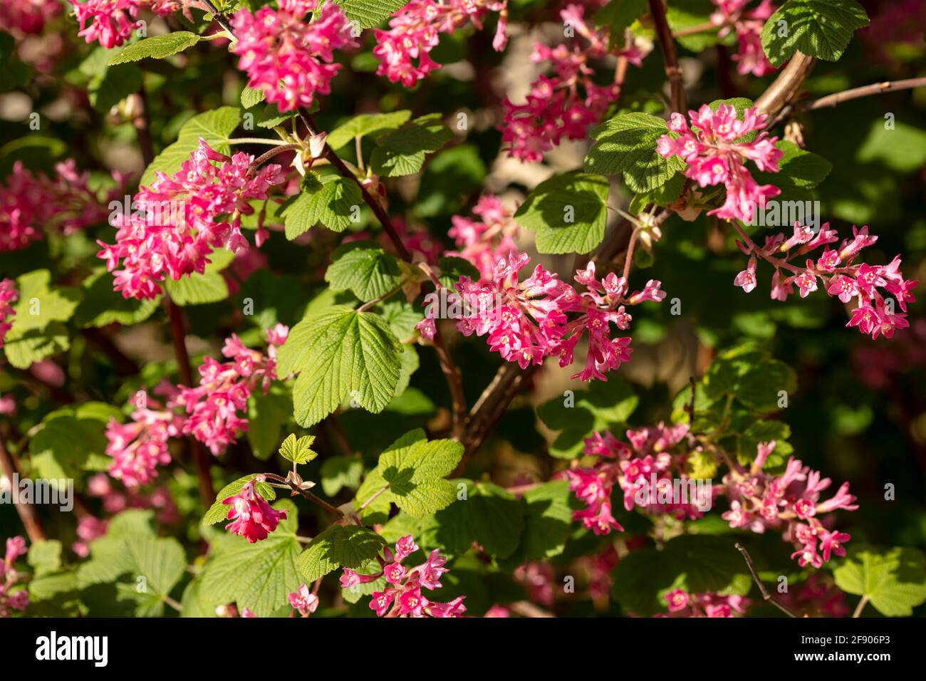 Ribes sanguineum, the flowering currant plant flowering in a london ...