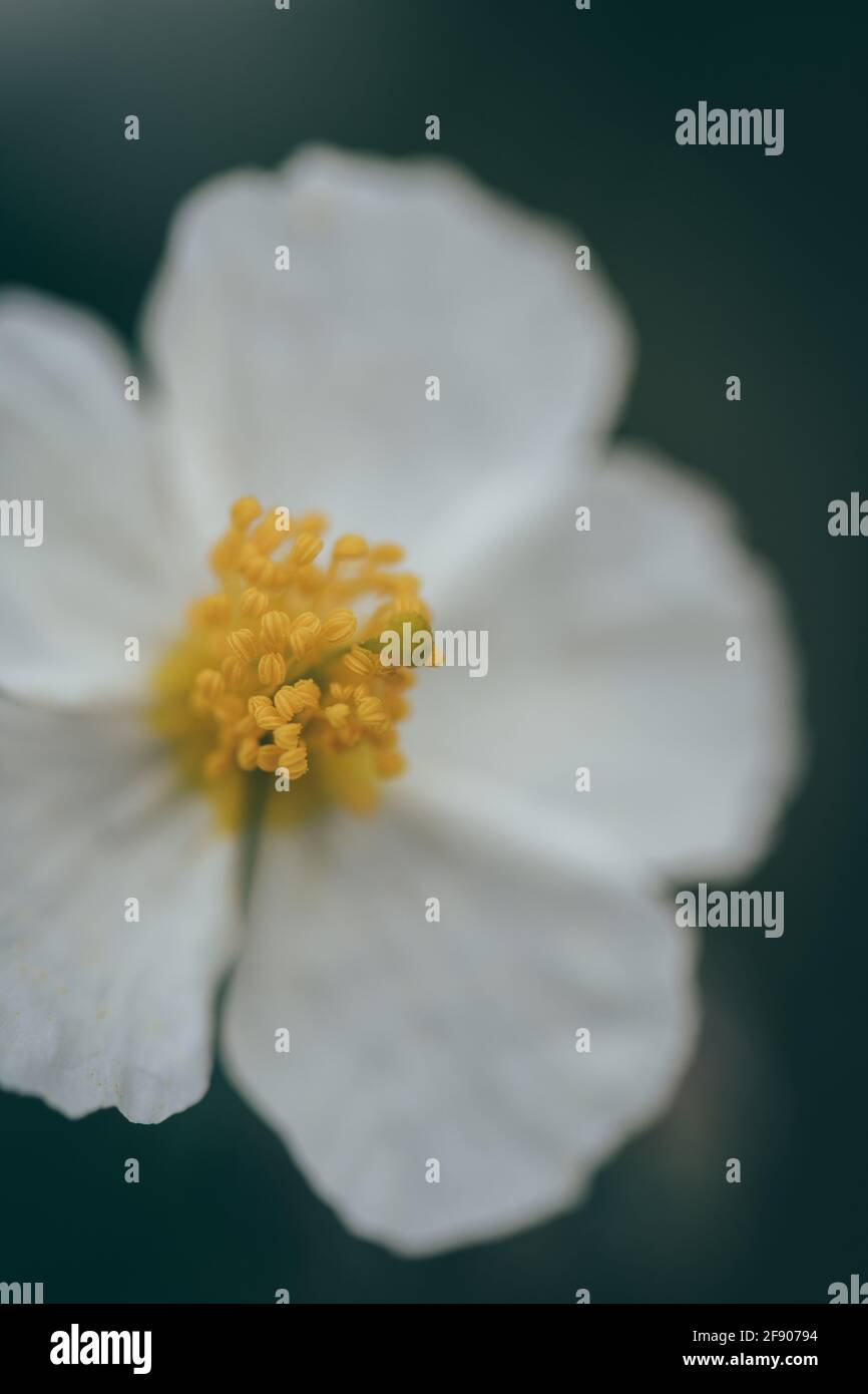 Yellow detail of anthers, stigma, pistil and filaments of a flower with ...