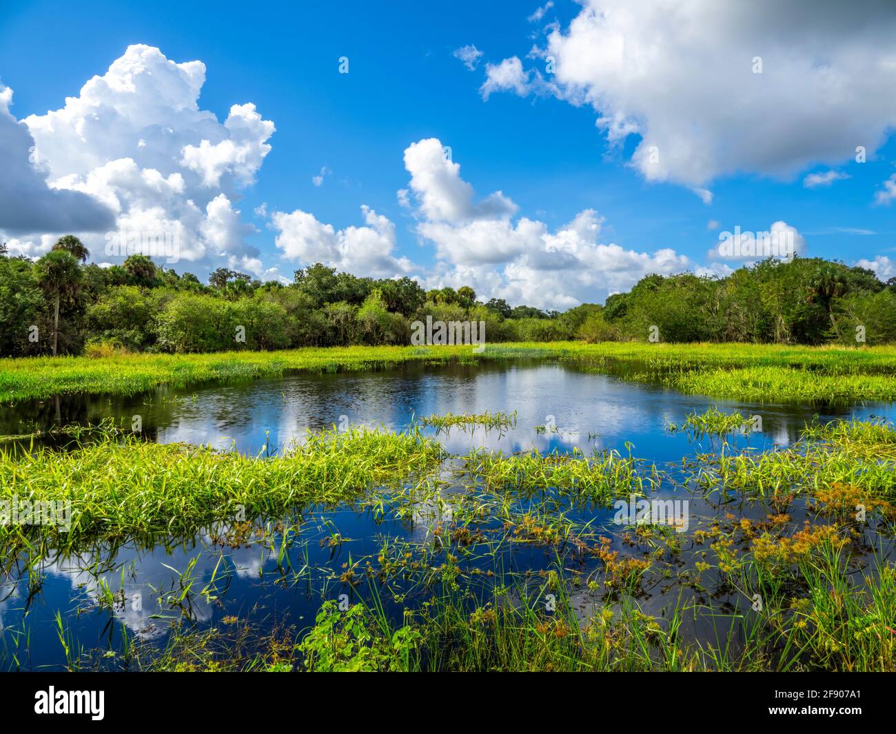 Wetland and cloudy sky, Myakka River State Park, Sarasota, Florida, USA ...