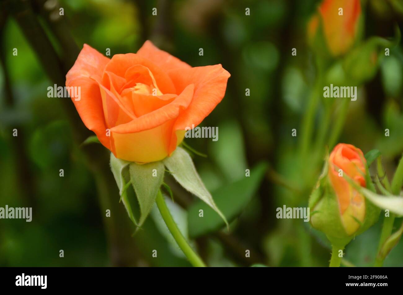 Closeup shot of orange rose flowers in a garden Stock Photo - Alamy