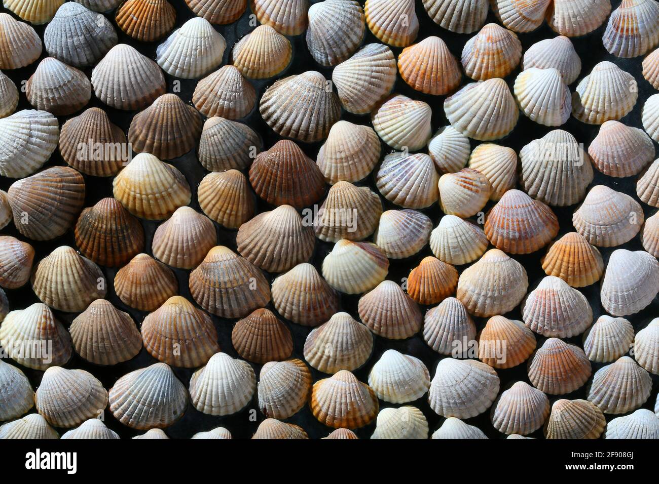 Sea shells arranged as a yellow background Stock Photo - Alamy