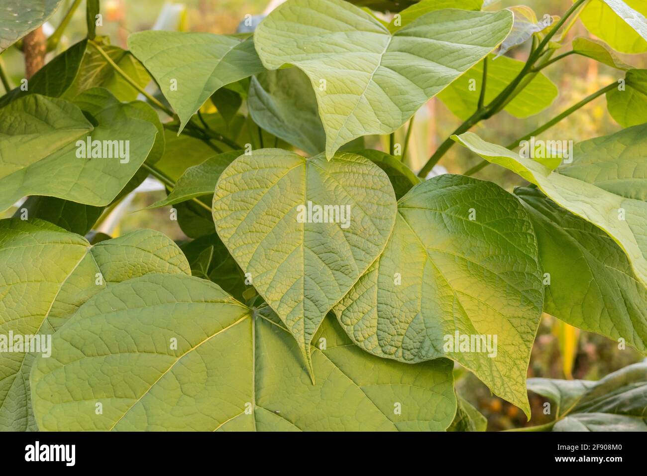 princess tree leaves seen in daylight close up outdoors Stock Photo - Alamy