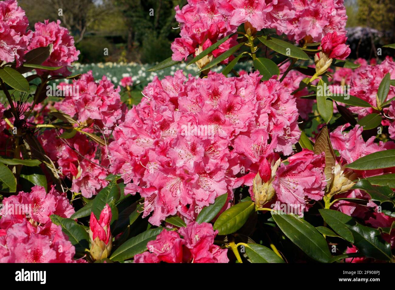 Red Evergreen Azalea Flowers and plant Stock Photo - Alamy