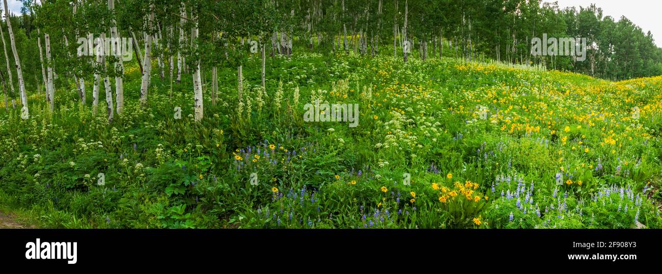 Wildflowers on meadow, Crested Butte, Colorado, USA Stock Photo - Alamy