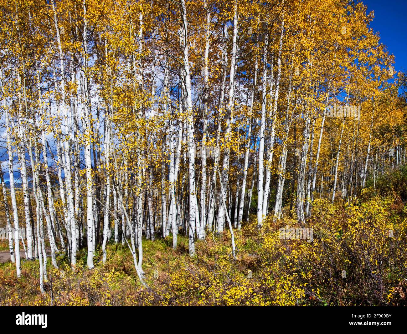 Aspen scenery hi-res stock photography and images - Alamy