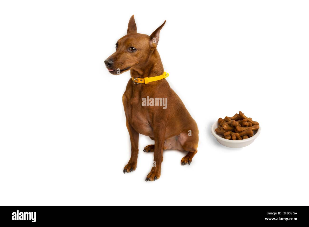 Miniature brown pinscher. A bowl of dog food. White studio background ...