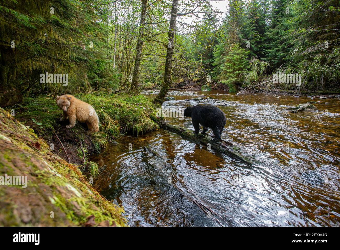 Spirit or Kermode bear in the British Columbia Rainforest, Canada Stock ...