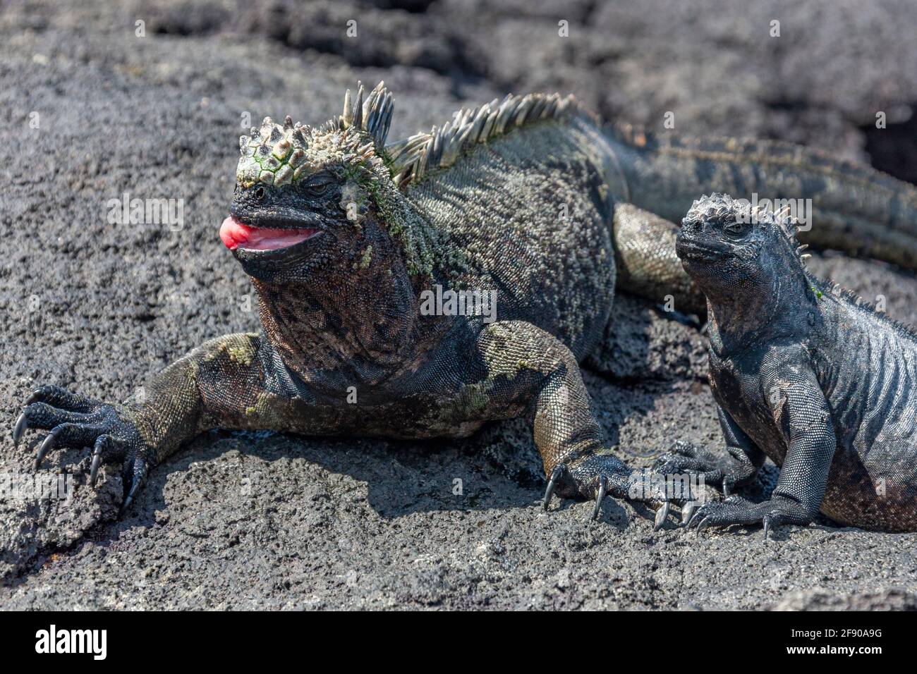 Group lizards not iguanas hi-res stock photography and images - Alamy