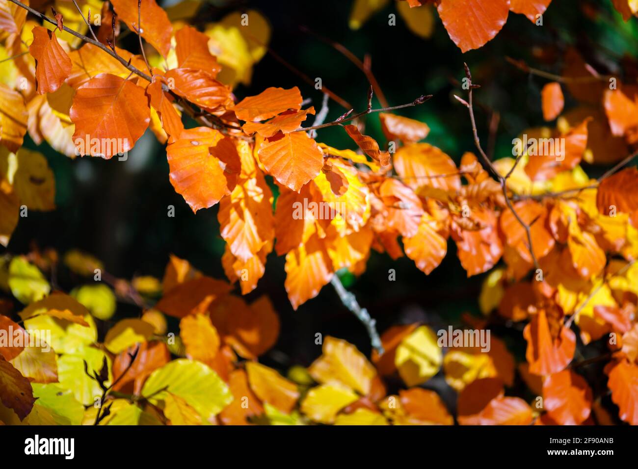 Late Fall Beech Leaf Prints Art & Collectibles Giclée etna.com.pe