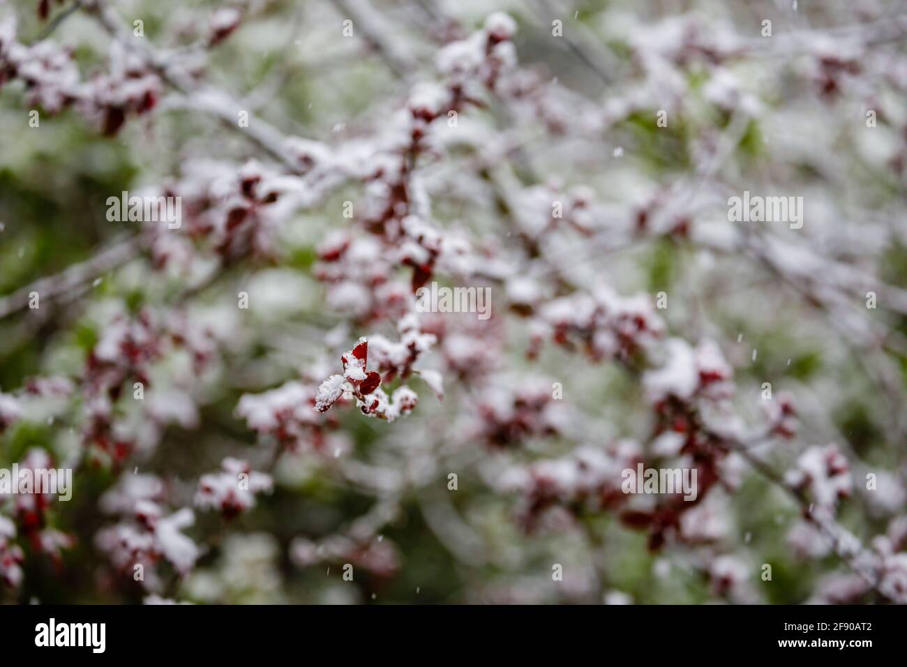 Blossom of a dark red crab apple (Malus) tree covered in snow in a ...
