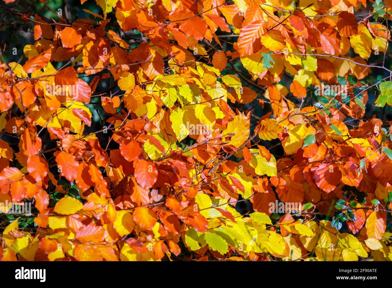 Late Fall Beech Leaf Prints Art & Collectibles Giclée etna.com.pe