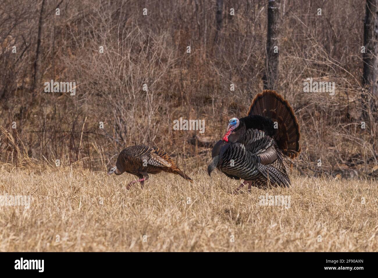 Eastern wild turkey displaying for a hen in northern Wisconsin Stock ...