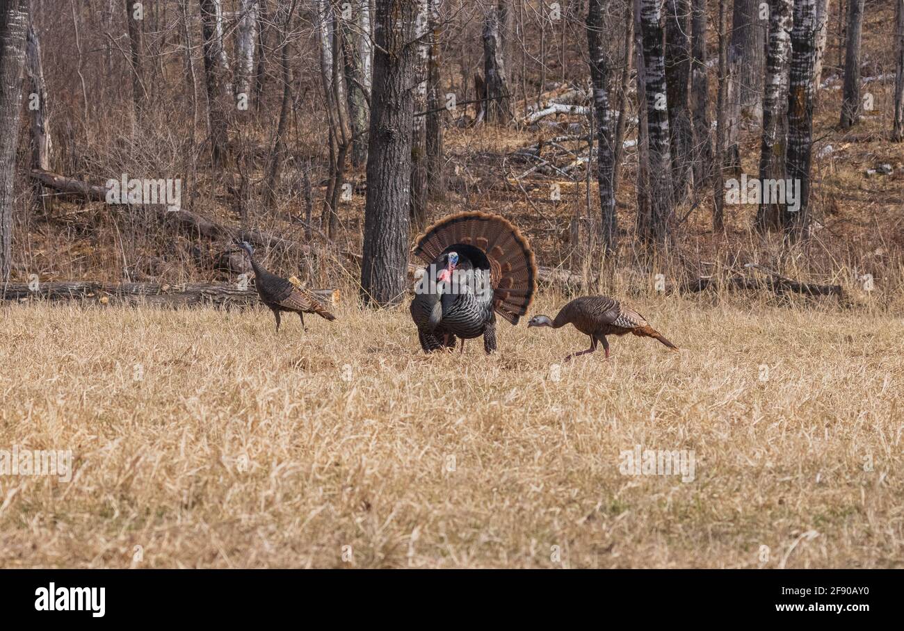 Adult tom breeding mating spring plumage hi-res stock photography and ...