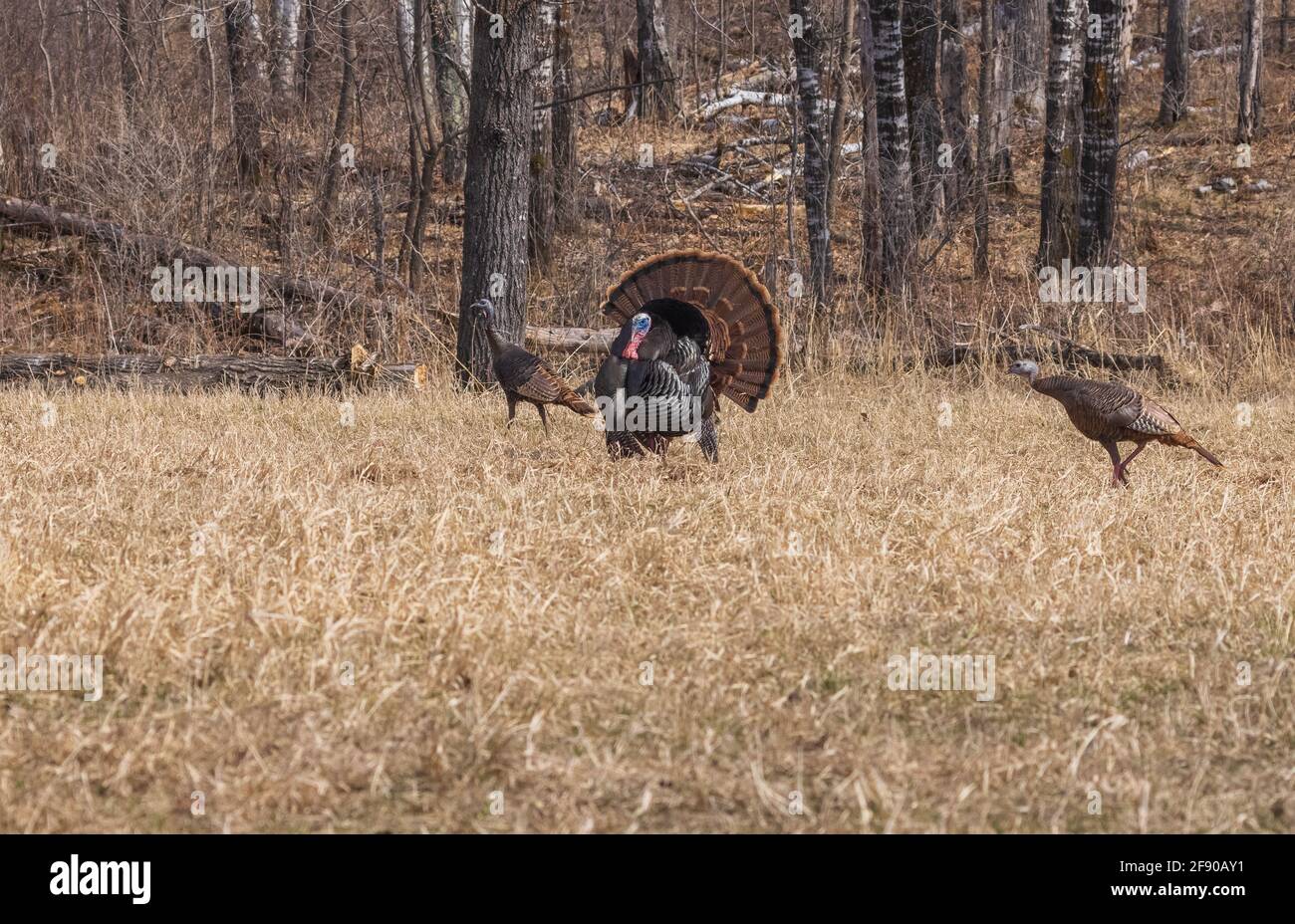 Two male wild turkeys displaying hi-res stock photography and images ...