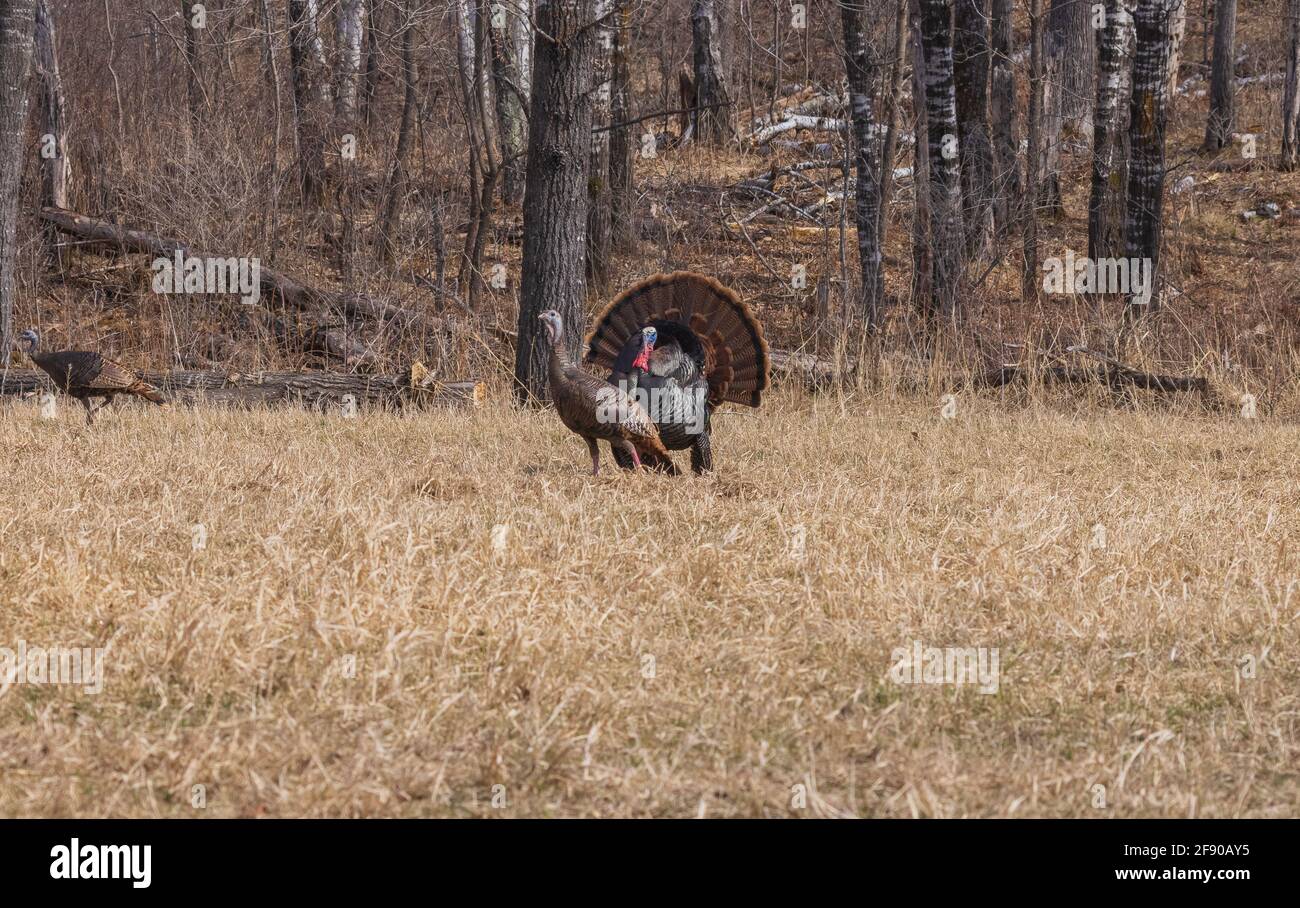 Male tom turkey hens in hi-res stock photography and images - Alamy