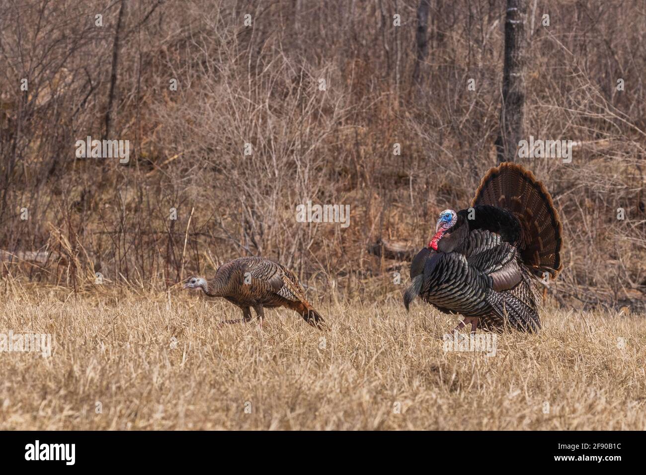 Eastern wild turkey displaying for a hen in northern Wisconsin Stock ...