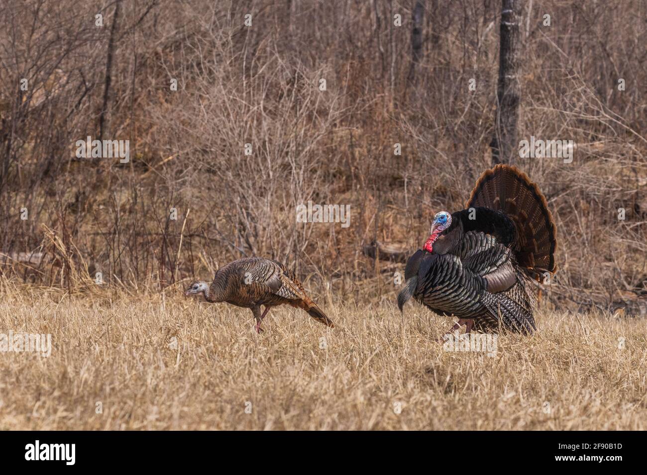 Eastern wild turkey displaying for a hen in northern Wisconsin Stock ...