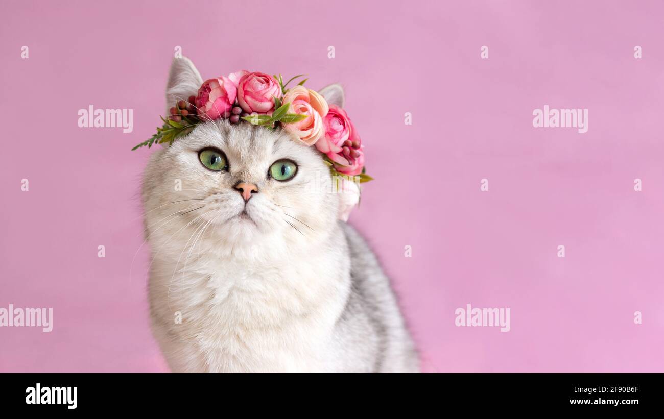 Wide banner .Beautiful white british cat wearing a crown of flowers on ...