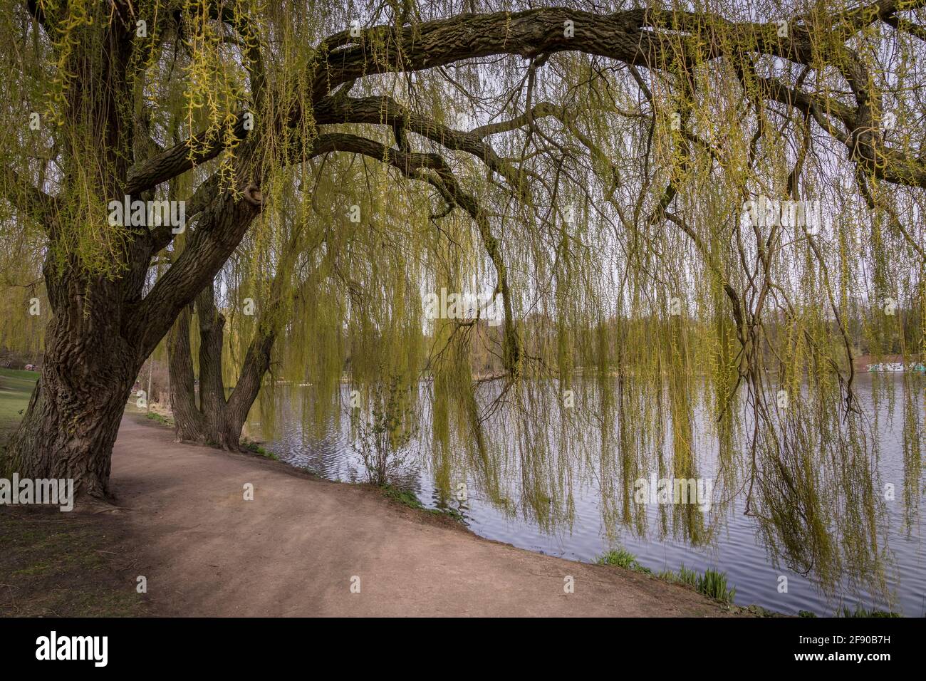 walking path under a tree in a public park Stock Photo - Alamy