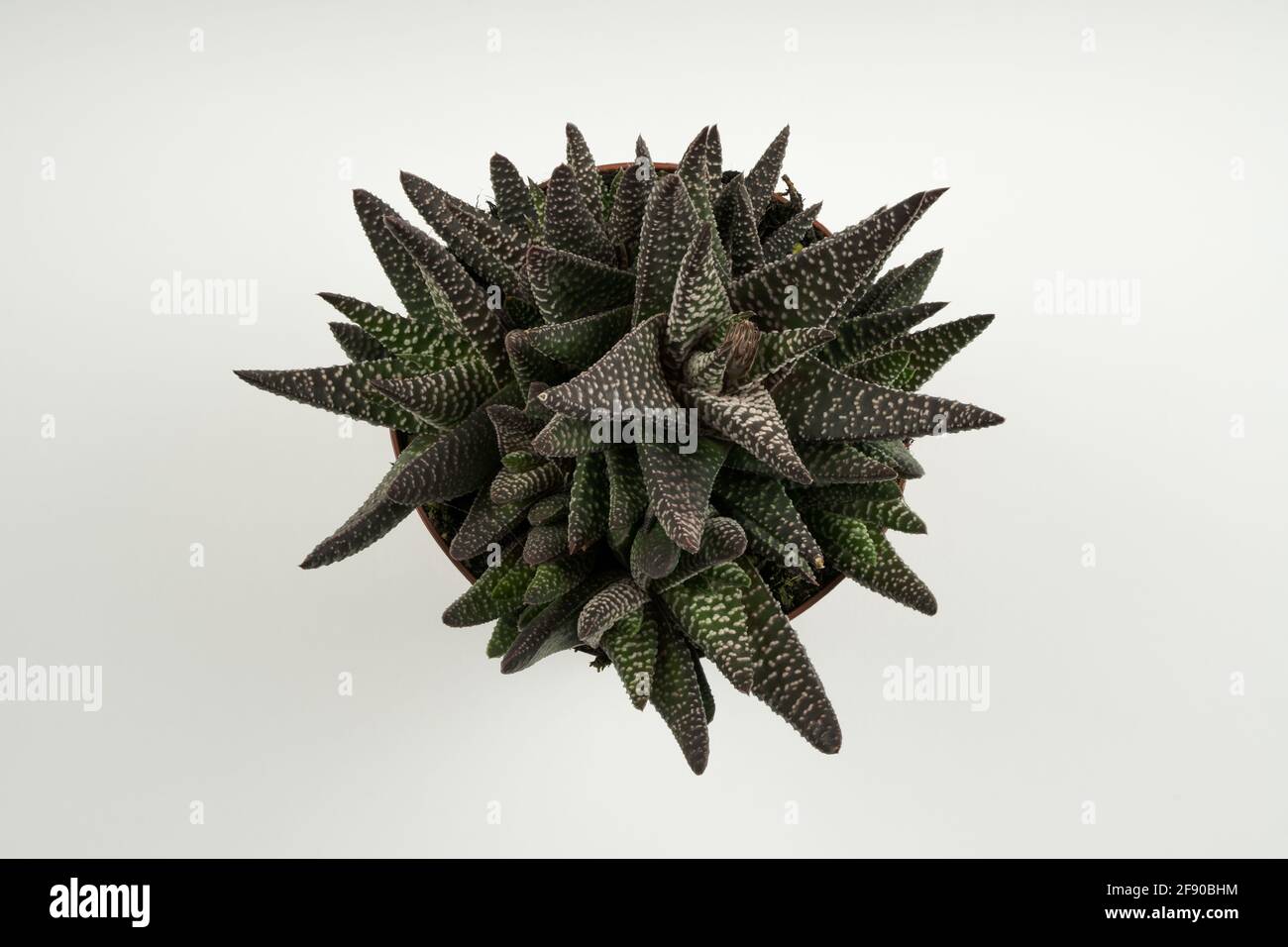Gasteraloe hi-res stock photography and images - Alamy