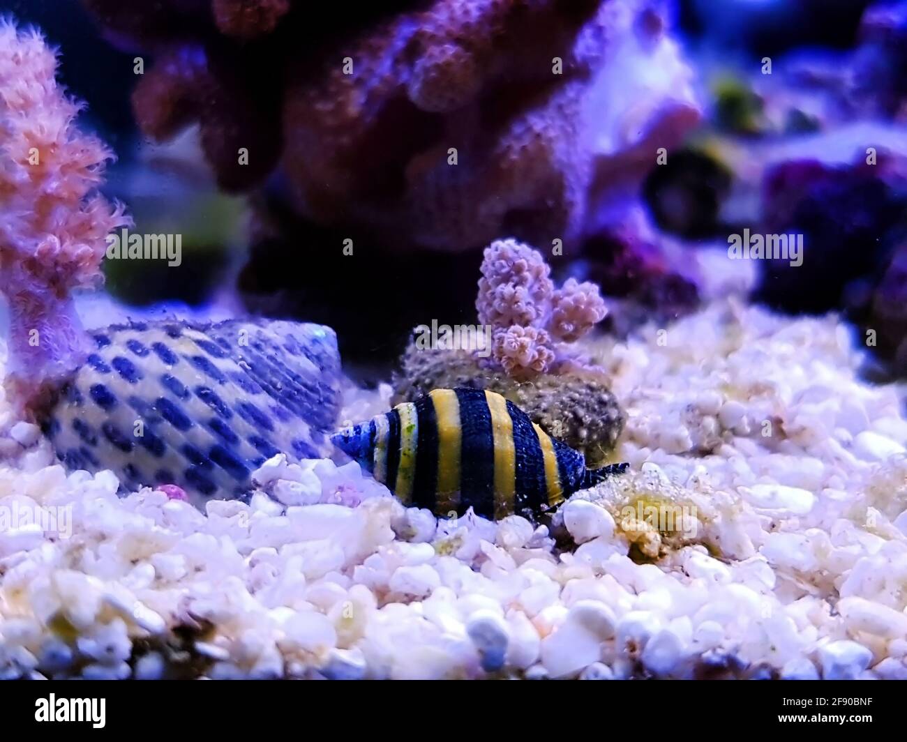 Bumblebee snail hi-res stock photography and images - Alamy