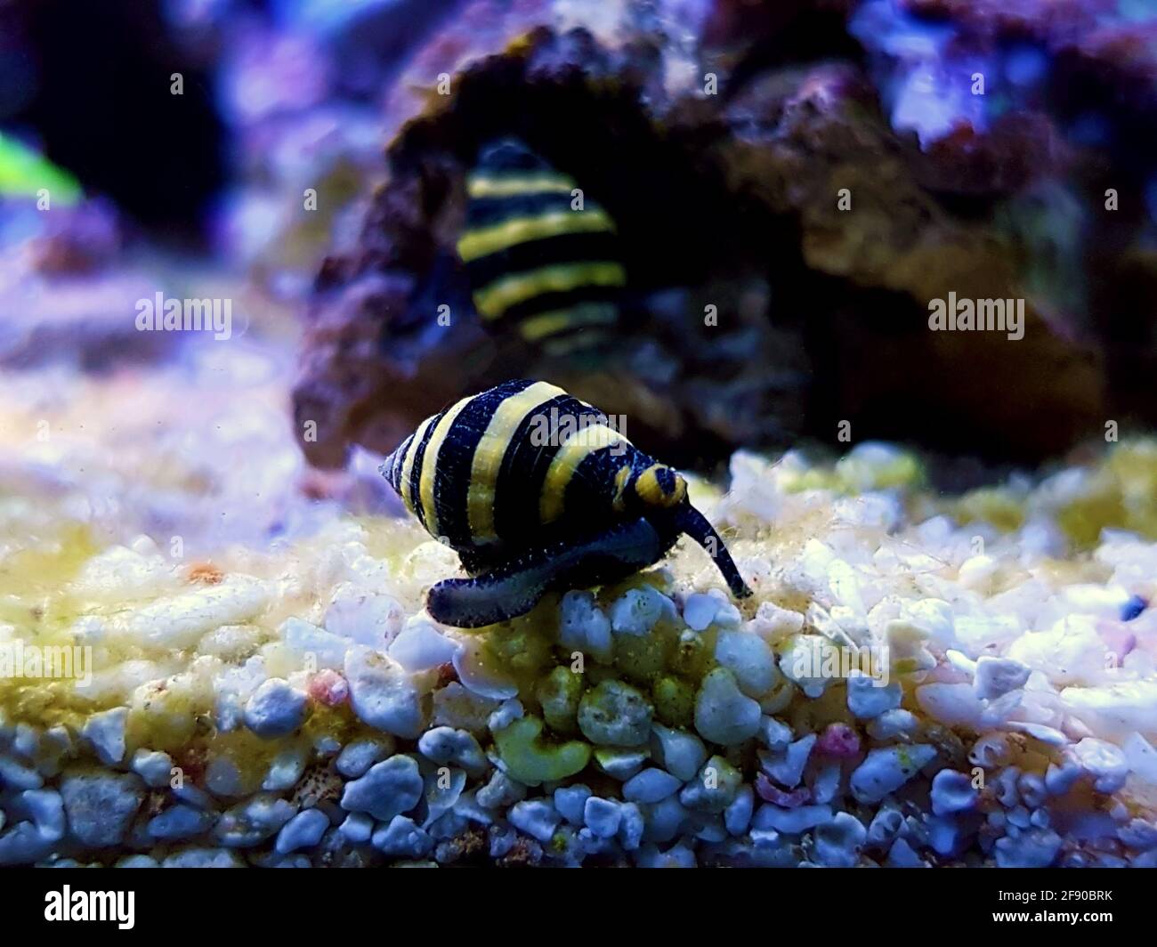 Bumble Bee Snail - (Engina mendicaria Stock Photo - Alamy