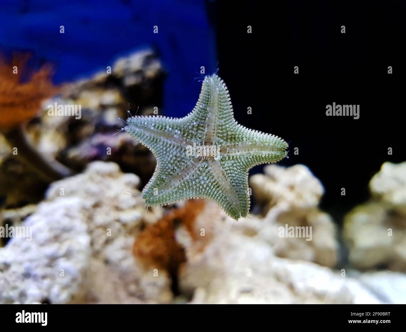 Starlet cushion starfish - Asterina gibbosa Stock Photo - Alamy