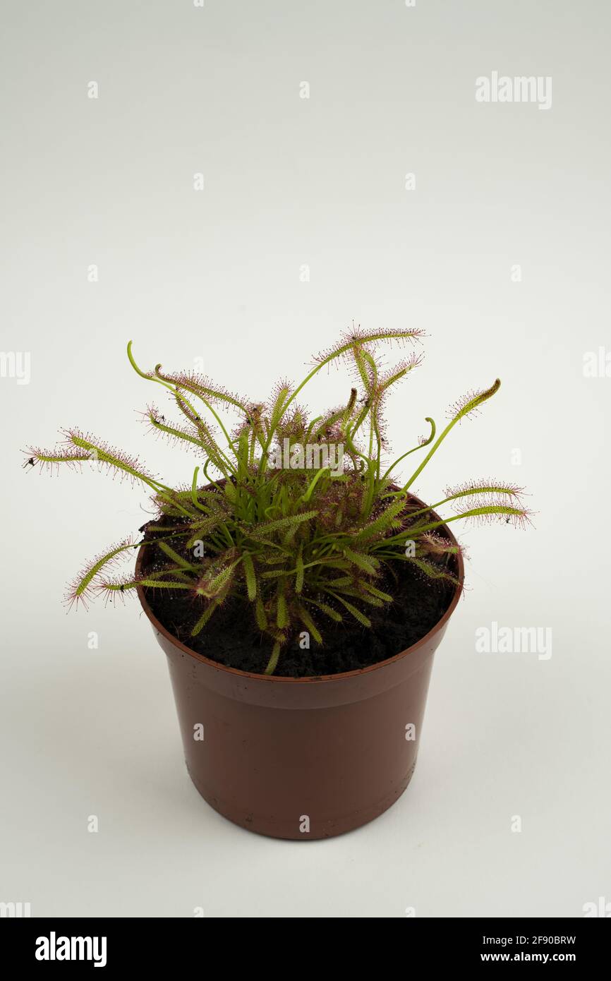 sundew capensis in pot with white background, top view Stock Photo - Alamy