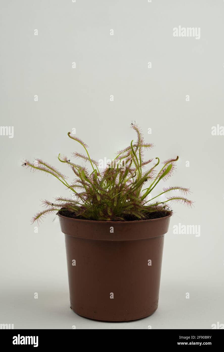 sundew capensis in pot with white background Stock Photo - Alamy