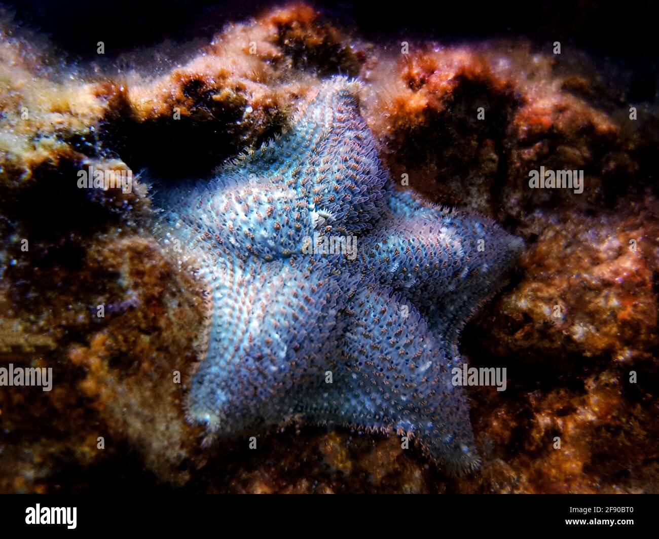 Starlet cushion starfish - Asterina gibbosa Stock Photo - Alamy