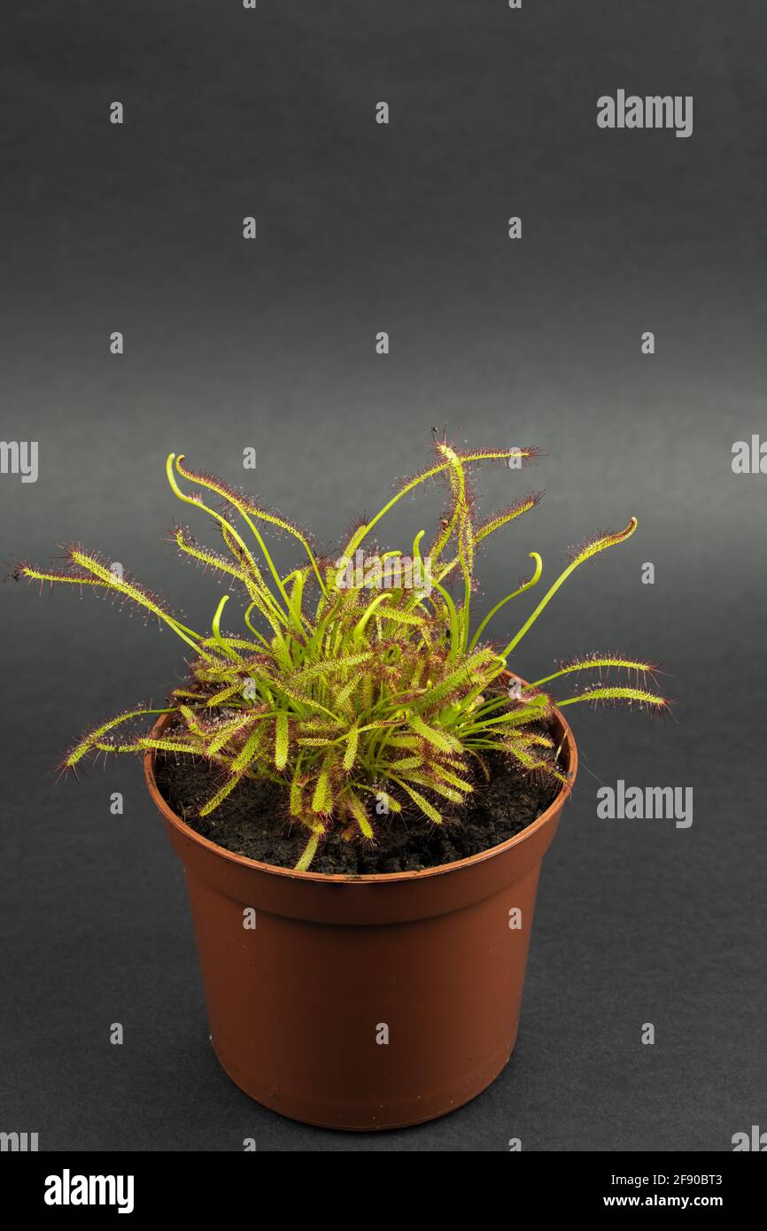 sundew capensis in pot with black background, top view Stock Photo - Alamy