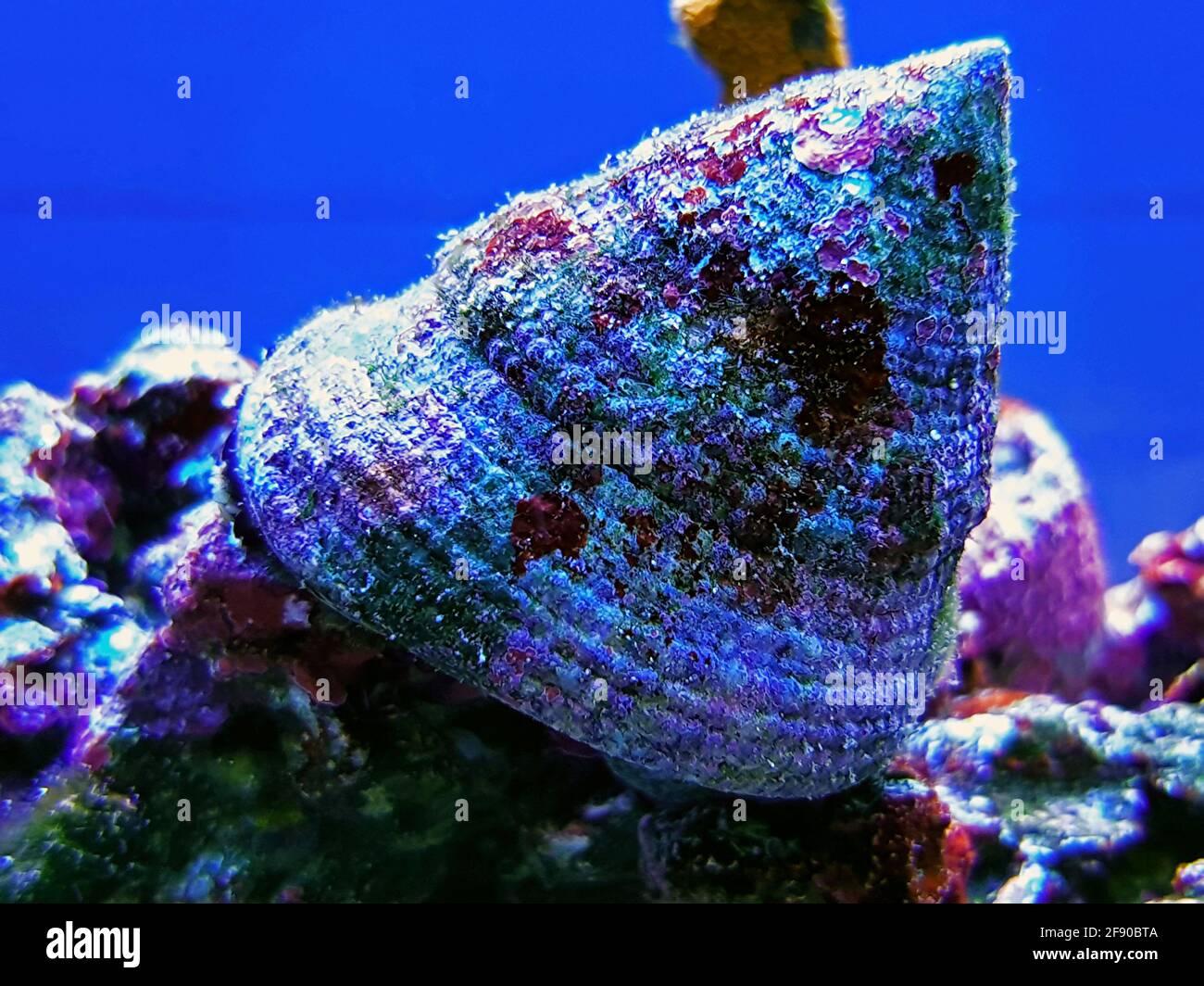 Tectus snail hi-res stock photography and images - Alamy