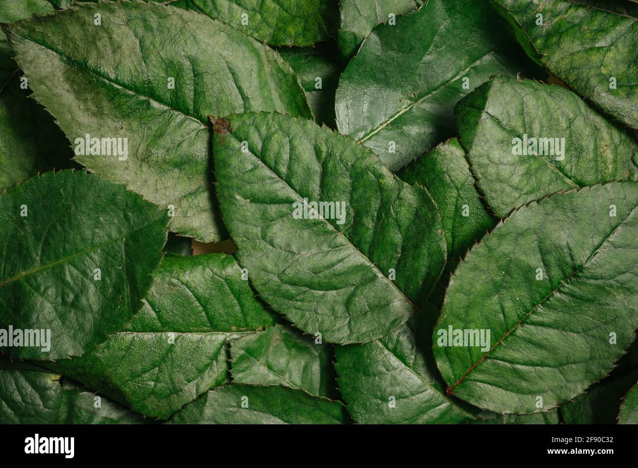 Rose leaves background hi-res stock photography and images - Alamy