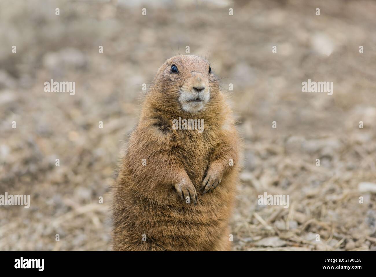 Prairie Dog (Cynomy) standing center looking slightly righ Stock Photo ...