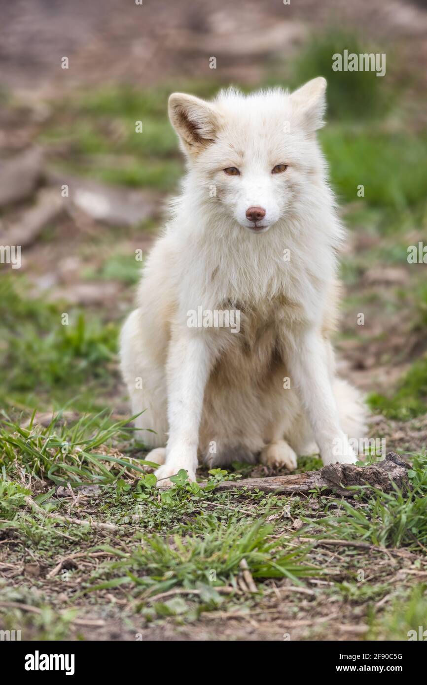 Sleepy White Fox (Vulpes vulpes) sitting on grass Stock Photo - Alamy