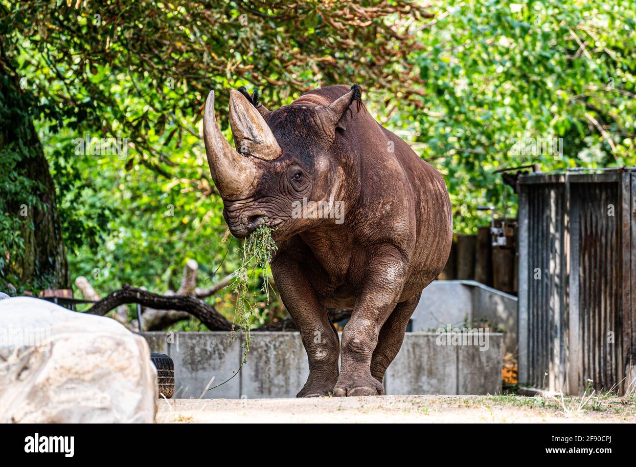 Closeup shot of a rhino/rhinoceros in the zoo Stock Photo - Alamy