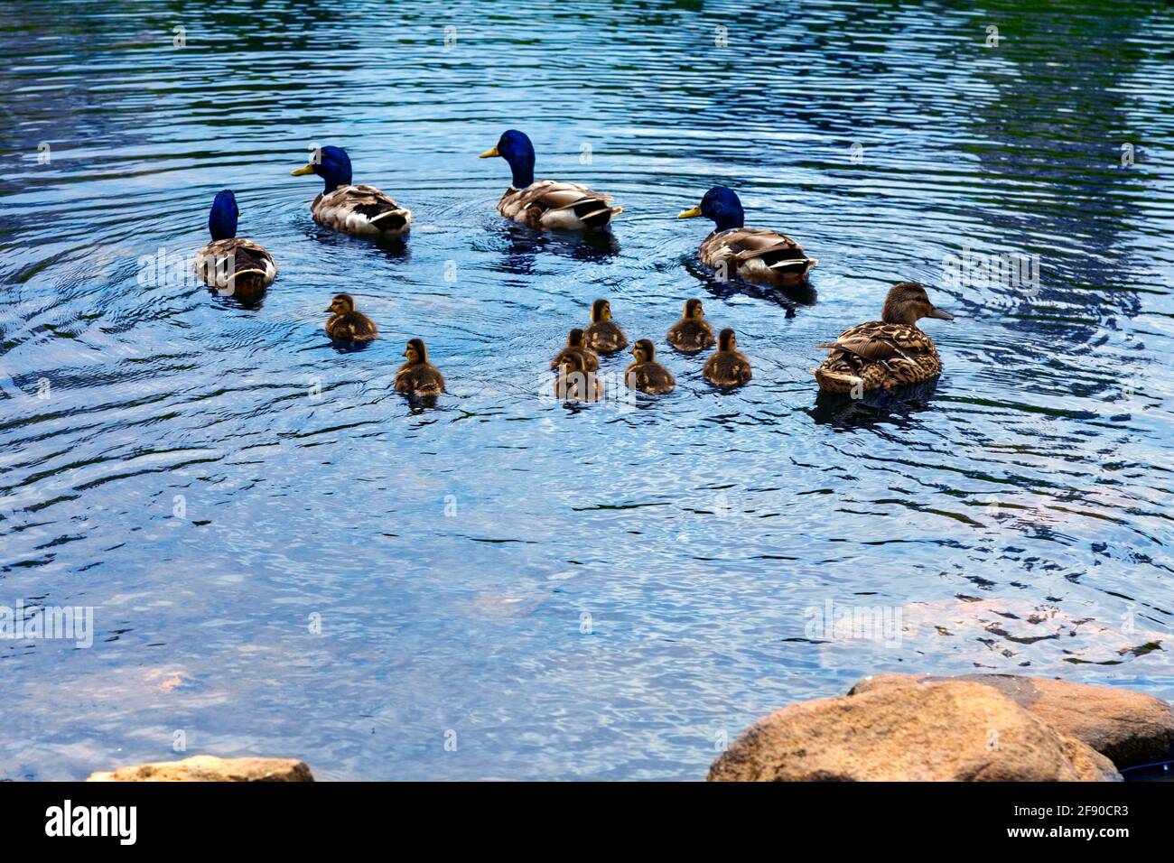 Wild duck with ducklings under the protection of several drakes Stock ...