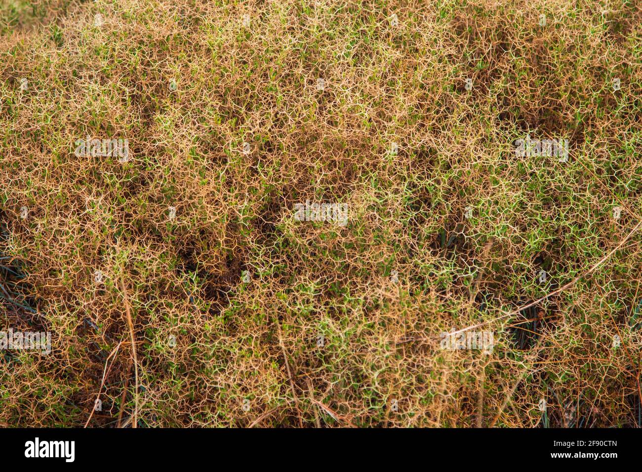 Background image of spines growing on the mountainside Stock Photo - Alamy