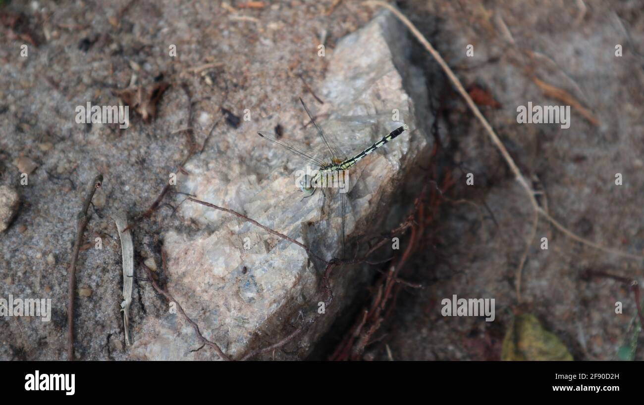Dragonfly wallpaper hi-res stock photography and images - Alamy