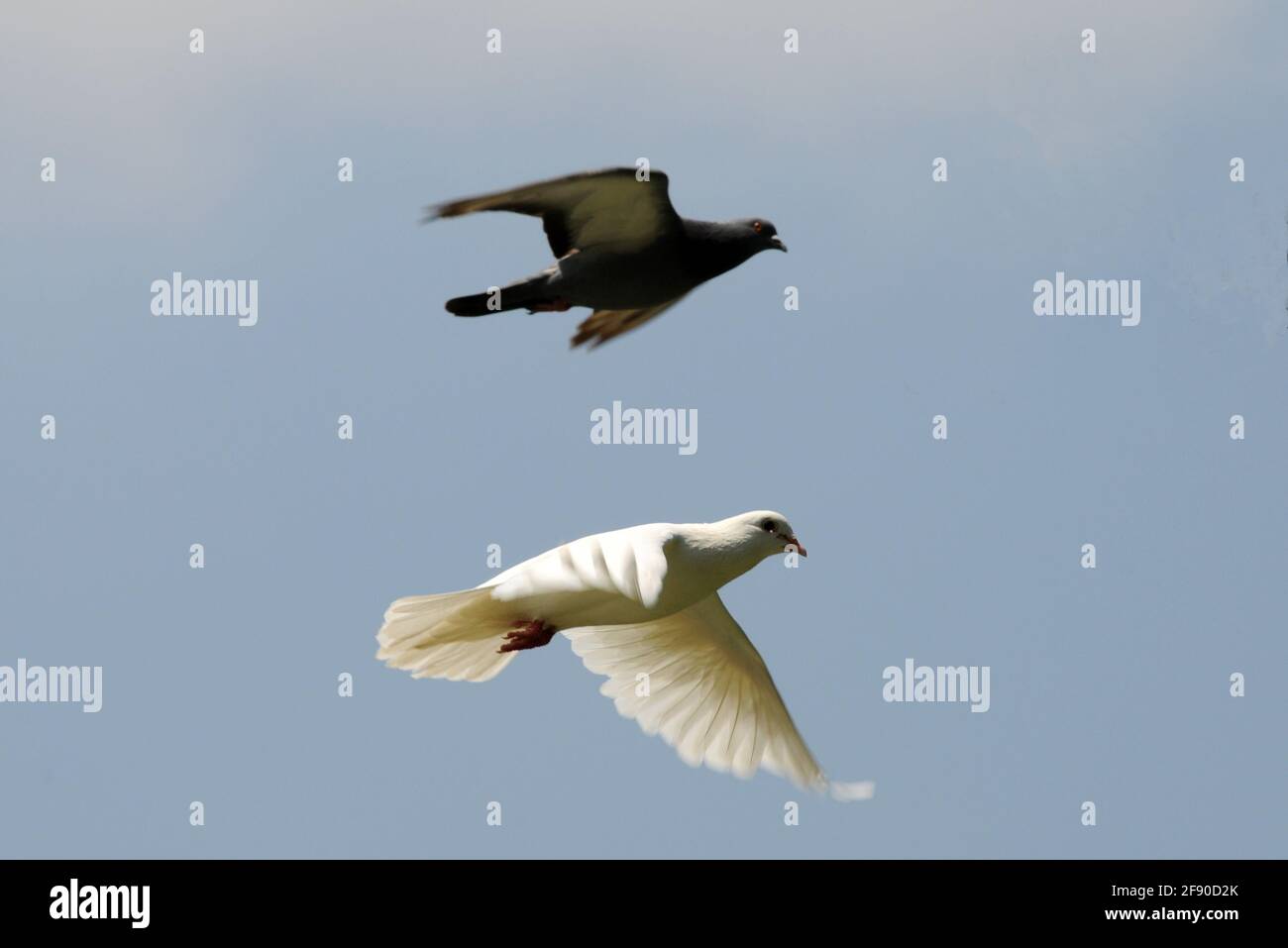 Uccelli in cielo hi-res stock photography and images - Alamy