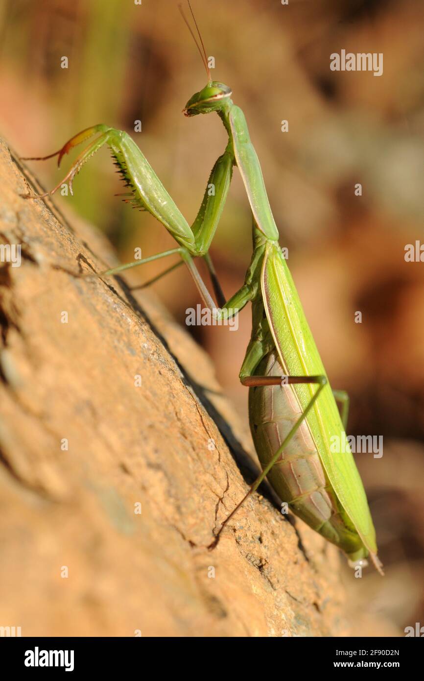 Mantis antenna hi-res stock photography and images - Alamy
