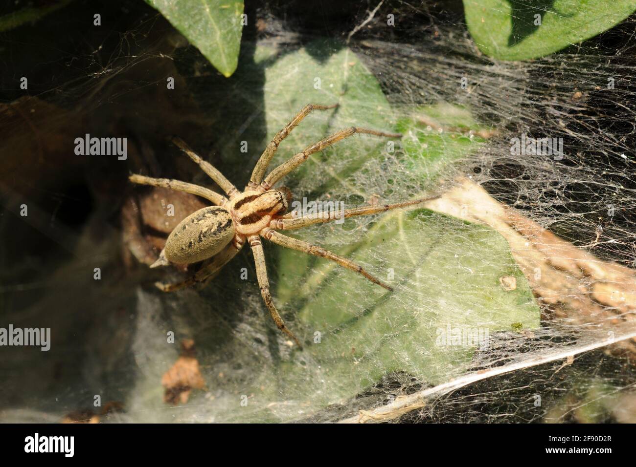 Ragno hi-res stock photography and images - Alamy