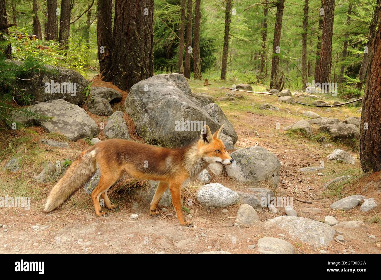 Volpe hi-res stock photography and images - Alamy