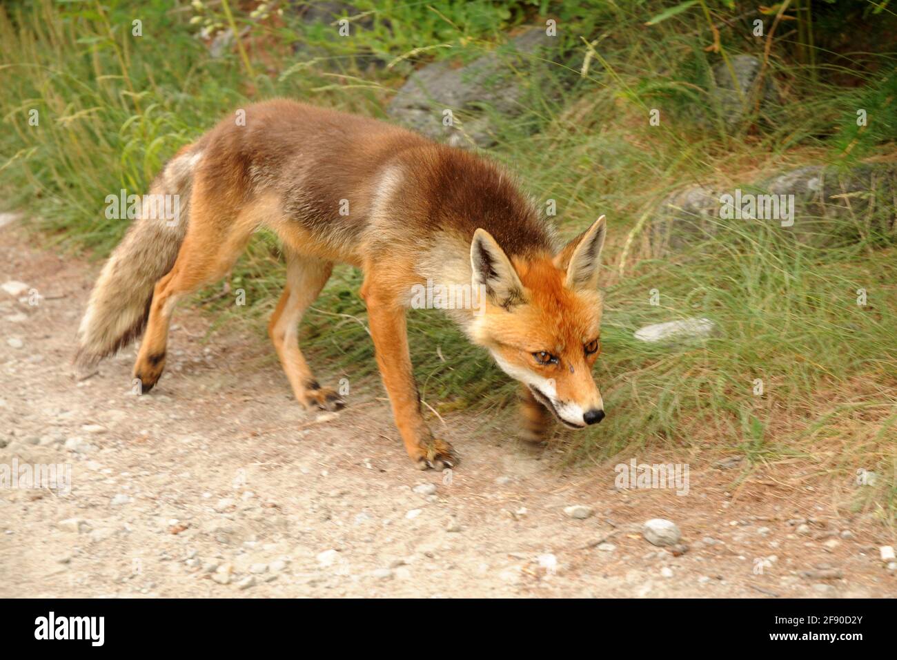 Alpine fox hi-res stock photography and images - Alamy