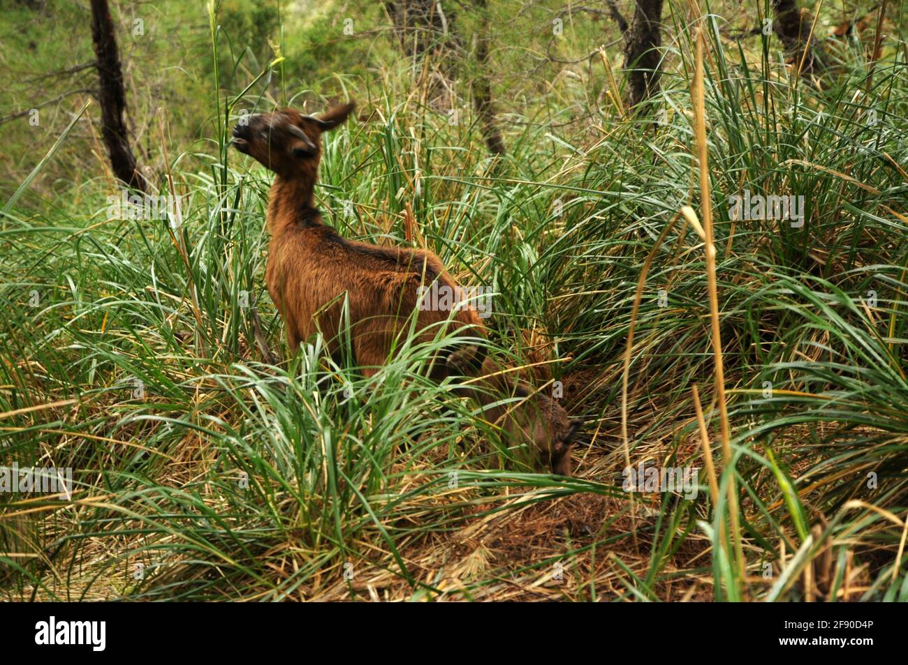 Bearded goat hi-res stock photography and images - Alamy