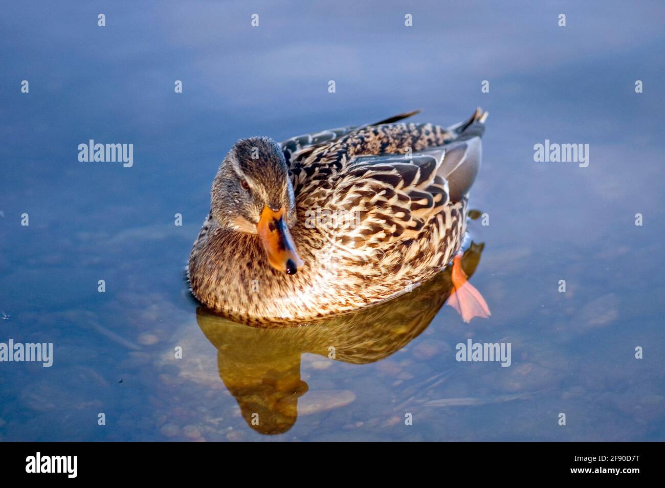 Germano hi-res stock photography and images - Alamy